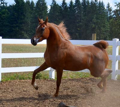 Arabian | Arabians | Arabian Horses For Sale
